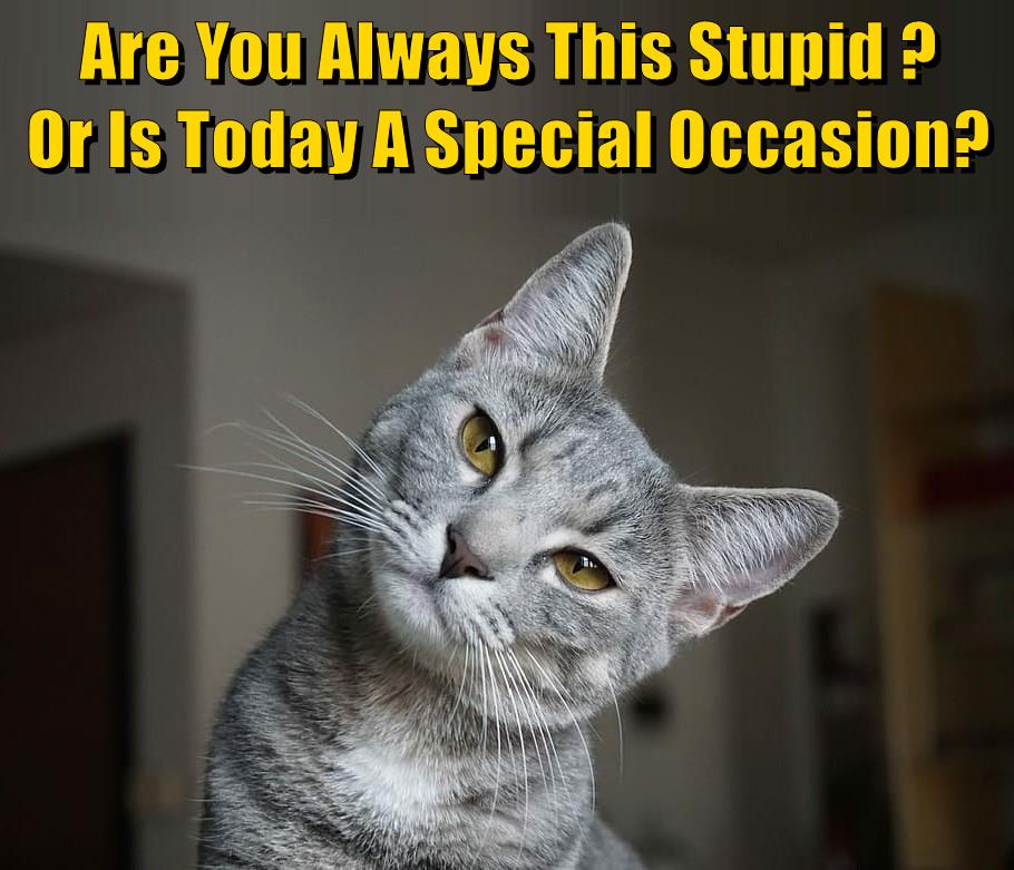 Genuine question - Lolcats - lol | cat memes | funny cats | funny cat ...