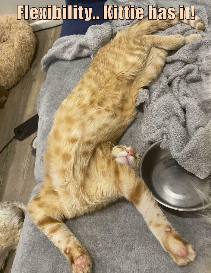 Flexibility.. Kittie has it! - Lolcats - lol | cat memes | funny cats ...