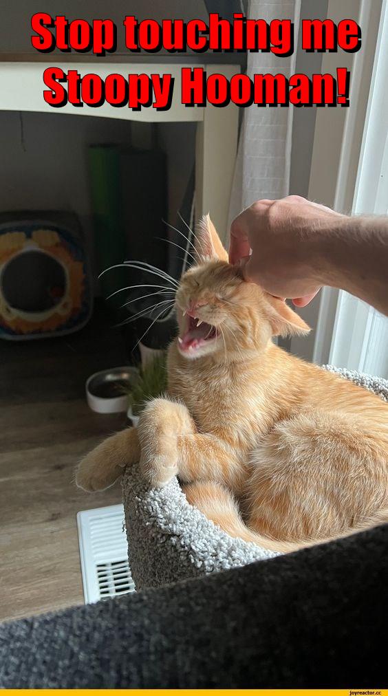 No touching, just looking and admiring - Lolcats - lol | cat memes ...