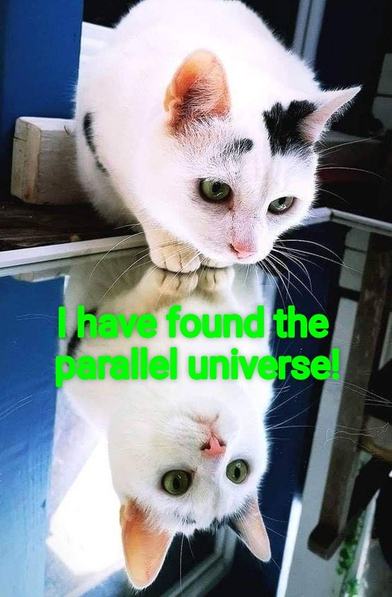 Theory Cat - Lolcats - lol | cat memes | funny cats | funny cat ...