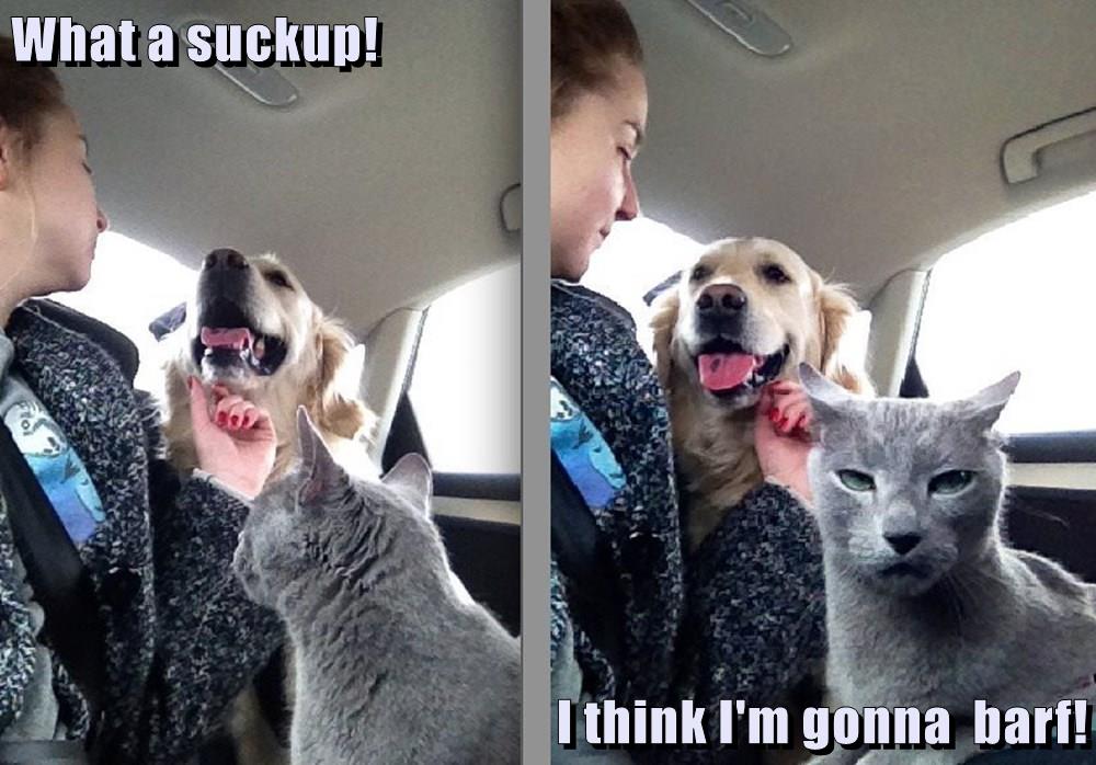 What a suckup! I think I'm gonna barf! - Lolcats - lol | cat memes ...