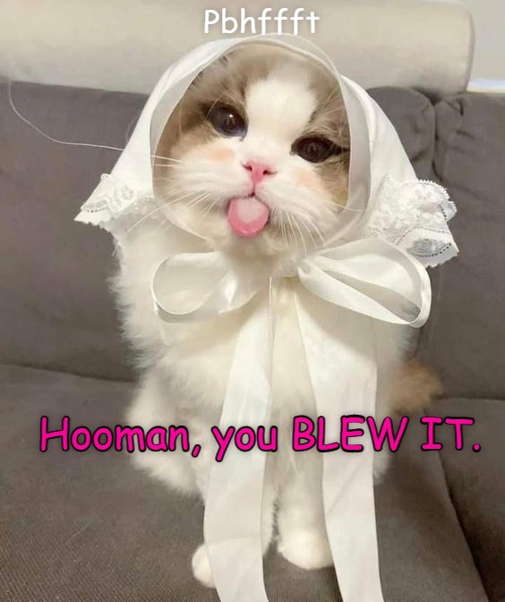 Oh Hooman Lolcats Lol Cat Memes Funny Cats Funny Cat Pictures With Words On Them