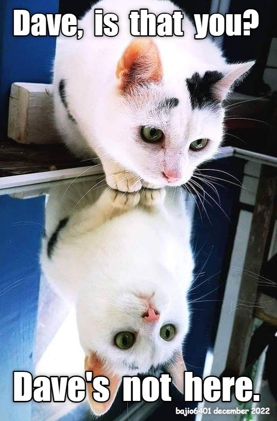 THE ETERNAL QUESTION - Lolcats - lol | cat memes | funny cats | funny ...