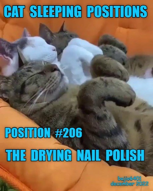 CAT SLEEPING POSITION #206 - Lolcats - lol | cat memes | funny cats ...