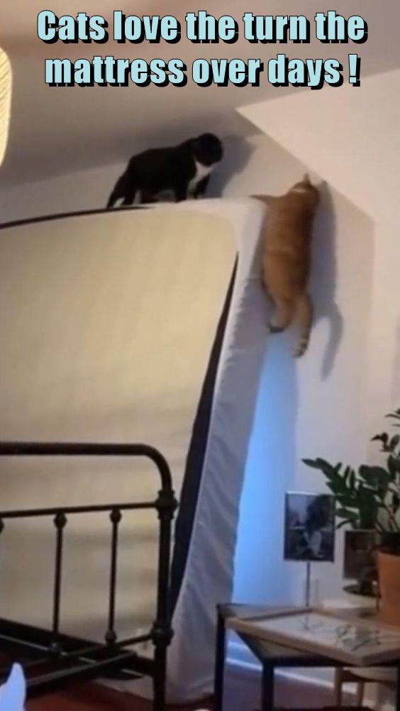 Cats love the turn the mattress over days ! - Lolcats - lol | cat memes ...