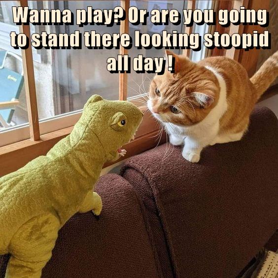 Wanna play? Or are you going to stand there looking stoopid all day ...