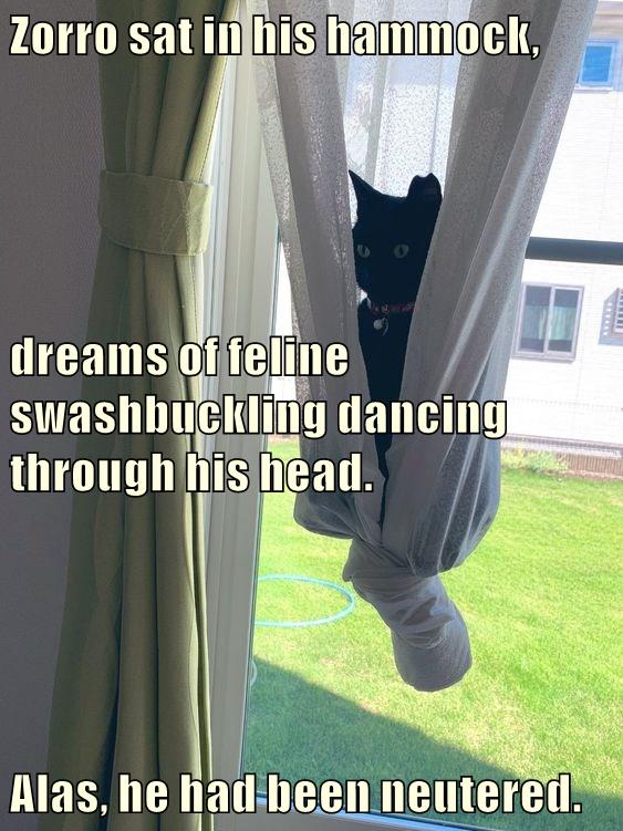Zorro sat in his hammock - Lolcats - lol | cat memes | funny cats ...