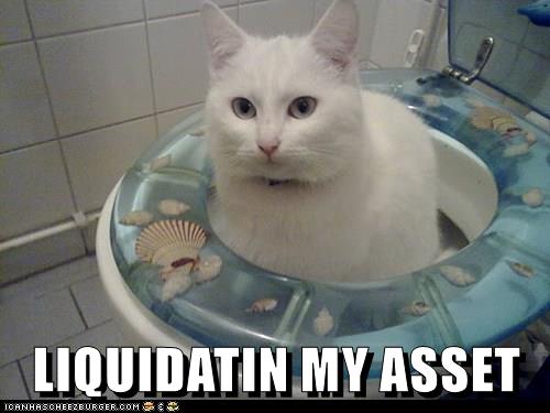 LIQUIDATIN MY ASSET - Lolcats - lol | cat memes | funny cats | funny ...