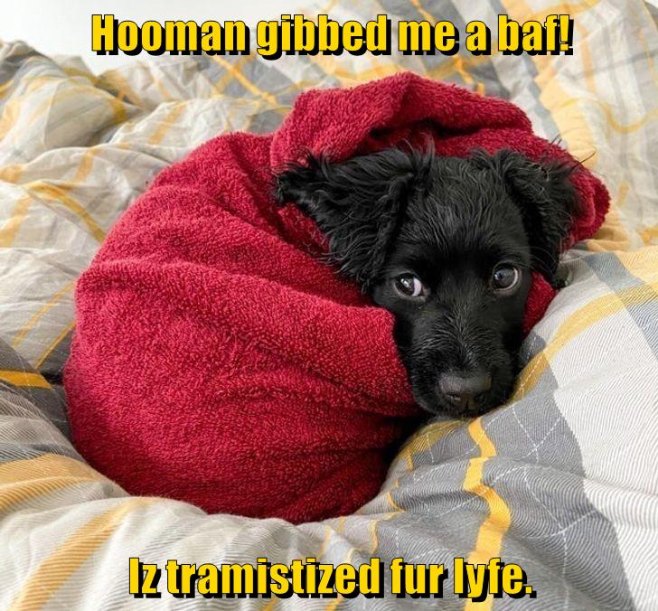 Hooman gibbed me a baf! Iz tramistized fur lyfe. - I Has A Hotdog - Dog ...