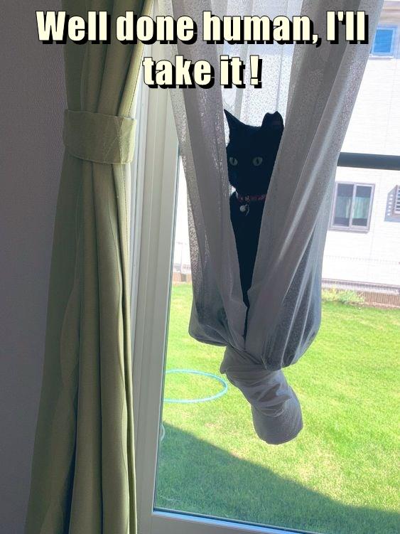 Well done human, I'll take it ! - Lolcats - lol | cat memes | funny ...