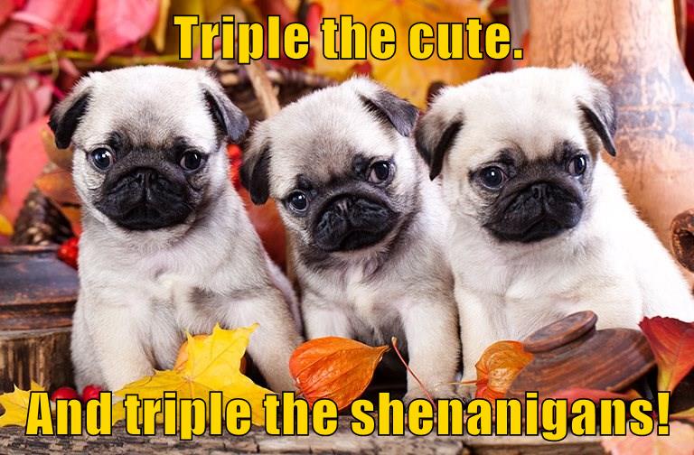 Triple the cute. And triple the shenanigans! - Animal Comedy - Animal ...