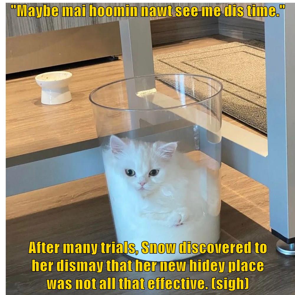 "Maybe mai hoomin nawt see me dis time." - Lolcats - lol | cat memes | funny cats | funny cat ...