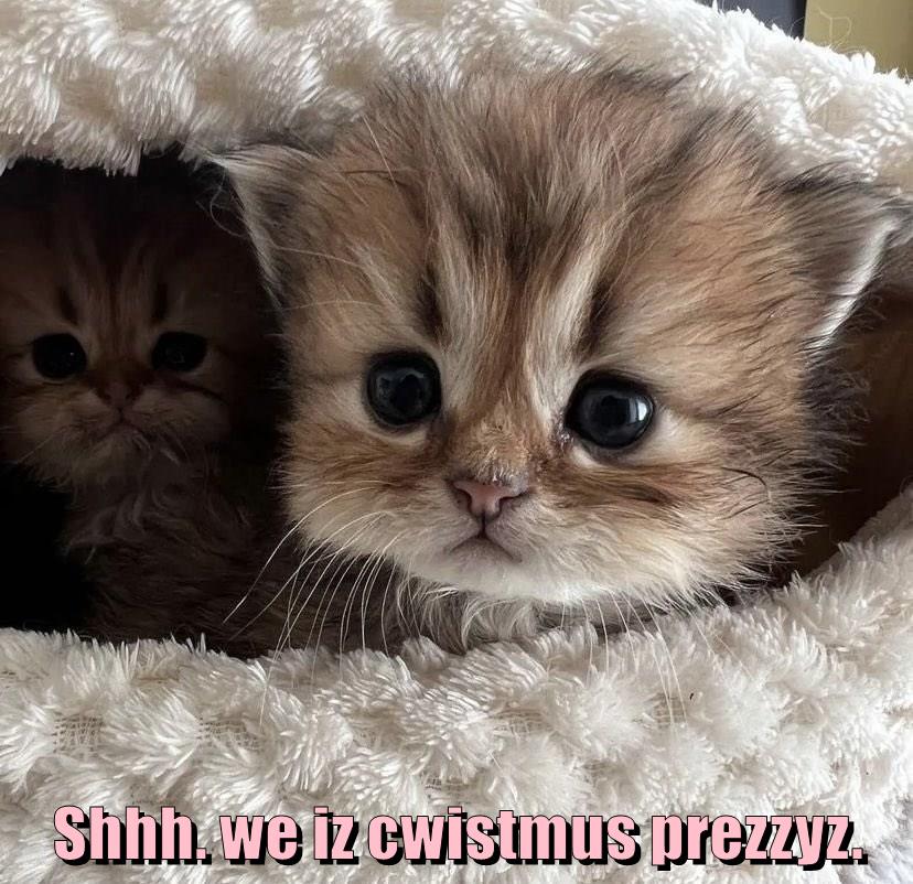 Shhh. we iz cwistmus prezzyz. - Lolcats - lol | cat memes | funny cats ...