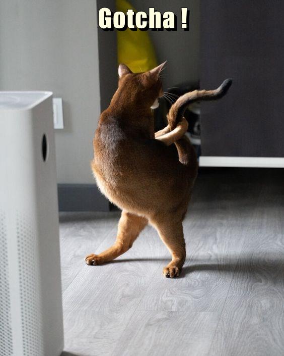 Matrix Kitty - Lolcats - lol | cat memes | funny cats | funny cat ...