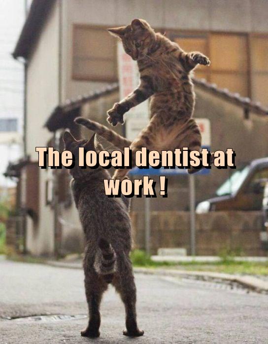 Even the Dentist was Kung Fu fighting - Lolcats - lol | cat memes ...