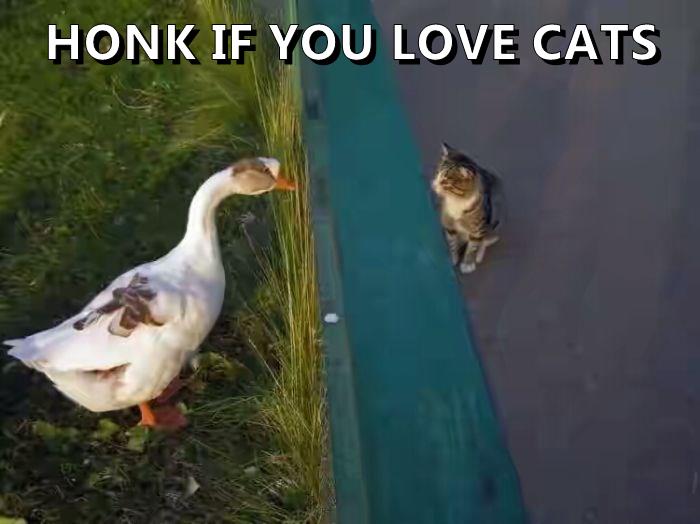 Honk If You Love Cats Lolcats Lol Cat Memes Funny Cats Funny Cat Pictures With Words