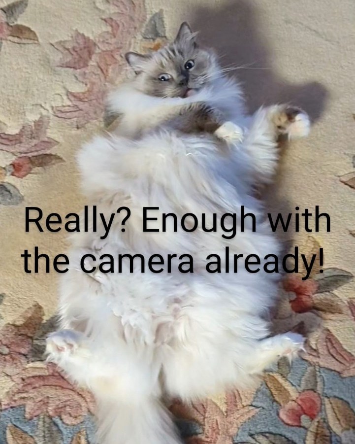 Enough with the camera already! - Lolcats - lol | cat memes | funny ...
