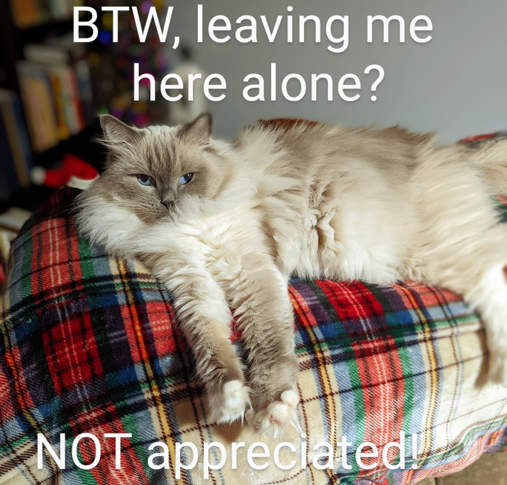 NOT appreciated! - Lolcats - lol | cat memes | funny cats | funny cat ...