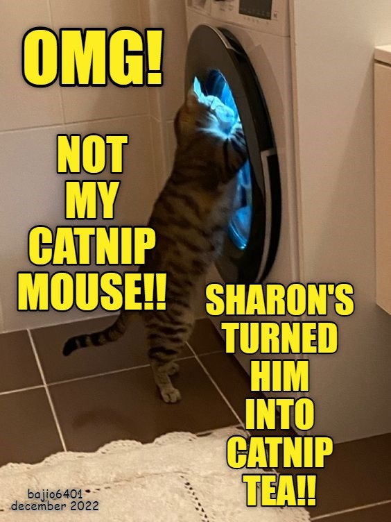 HE WON'T BE THE SAME AGAIN - Lolcats - lol | cat memes | funny cats ...