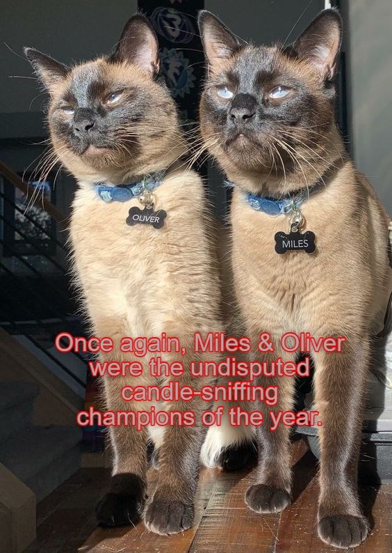 Once again - Lolcats - lol | cat memes | funny cats | funny cat ...