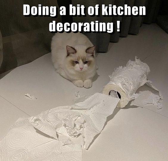 Doing a bit of kitchen decorating ! - Lolcats - lol | cat memes | funny ...