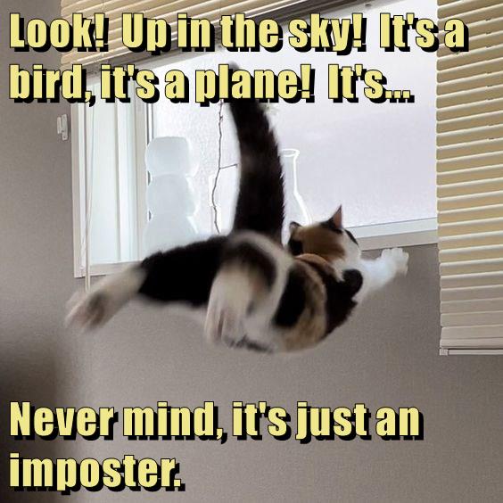 Nevermind - Lolcats - lol | cat memes | funny cats | funny cat pictures ...