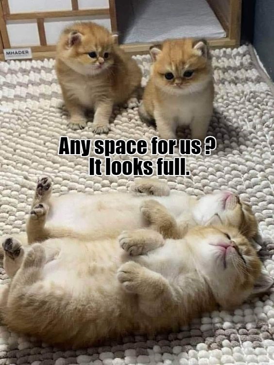 3 is a crowd, 4 is a party - Lolcats - lol | cat memes | funny cats ...