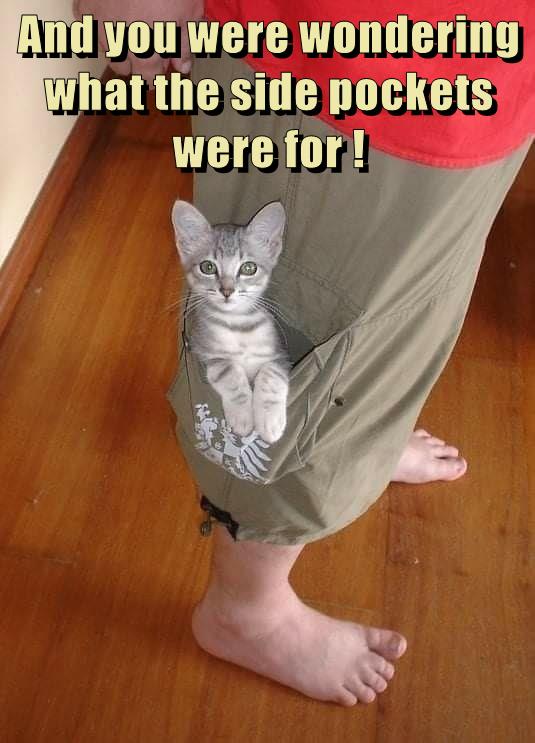 For the perfect travel companion - Lolcats - lol | cat memes | funny ...