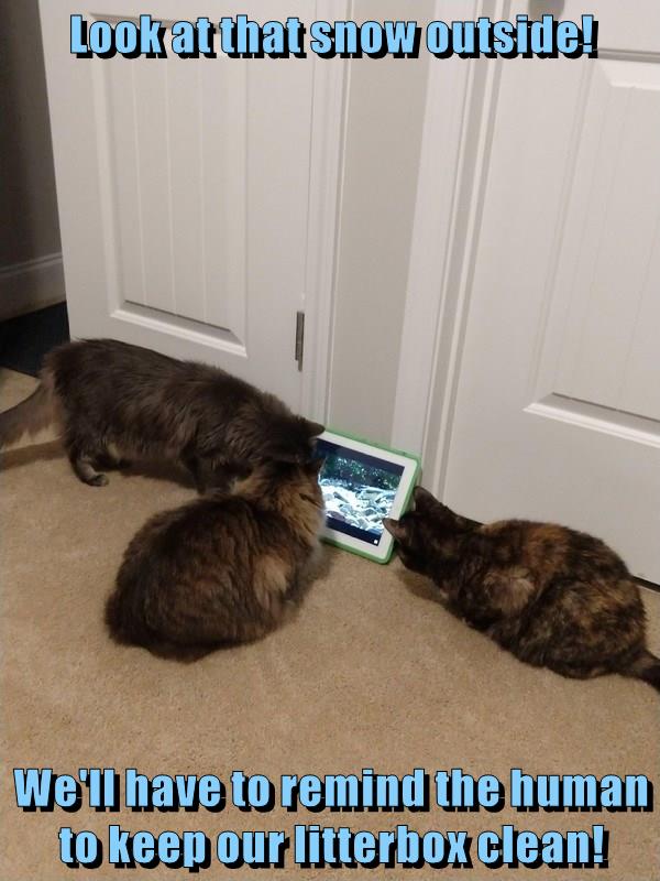 Gen Z cats will never know the struggle - Lolcats - lol | cat memes ...