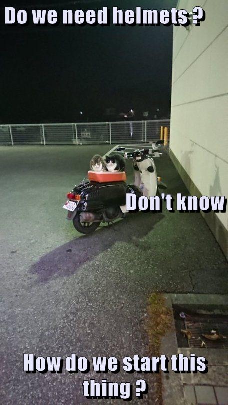 Do we need helmets ? Don't know How do we start this thing ? - Lolcats ...