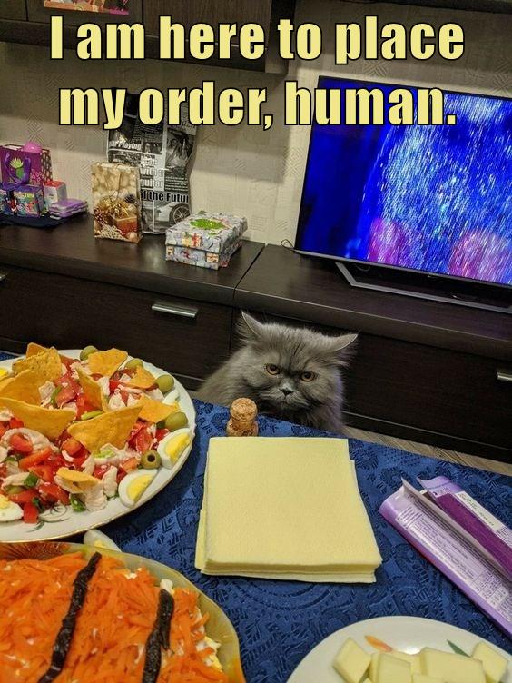 I demand service! - Lolcats - lol | cat memes | funny cats | funny cat ...