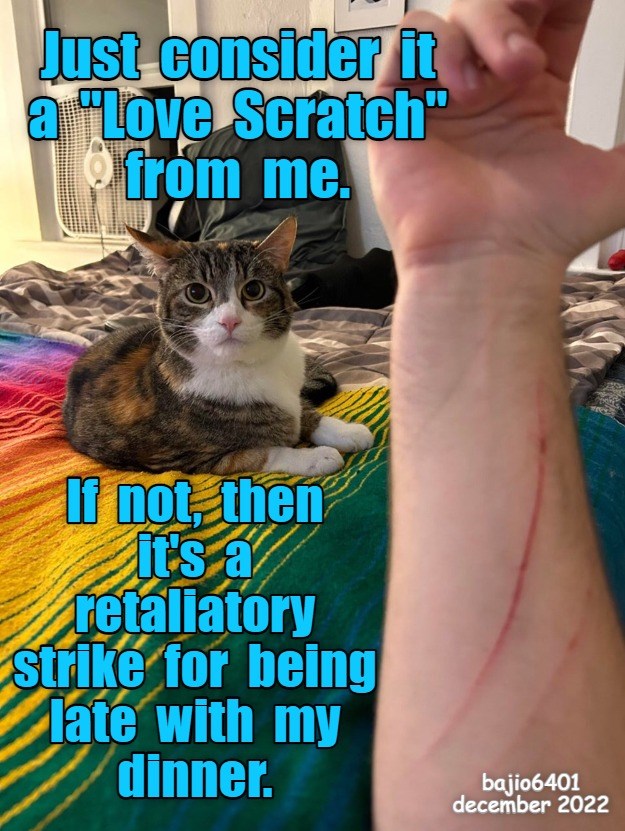 Your choice - Lolcats - lol | cat memes | funny cats | funny cat ...