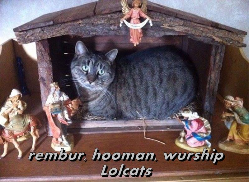 All hail Lolcats - Lolcats - lol | cat memes | funny cats | funny cat ...