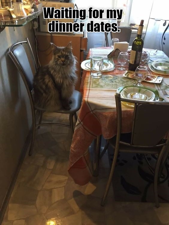 Late again! - Lolcats - lol | cat memes | funny cats | funny cat ...