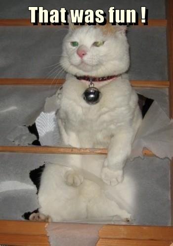 Did I do something wrong? - Lolcats - lol | cat memes | funny cats ...