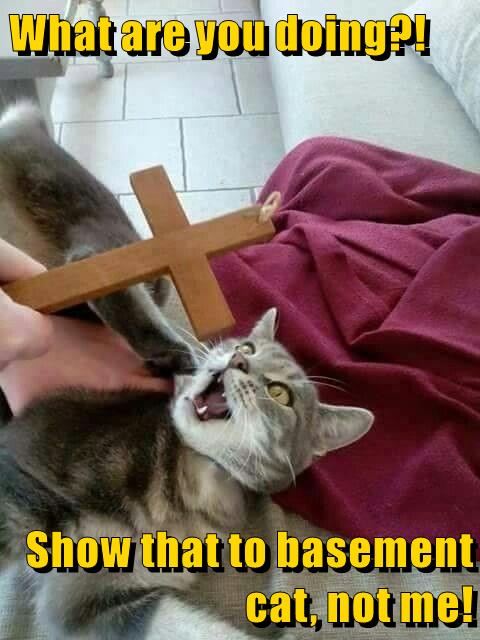 HALP - Lolcats - lol | cat memes | funny cats | funny cat pictures with ...