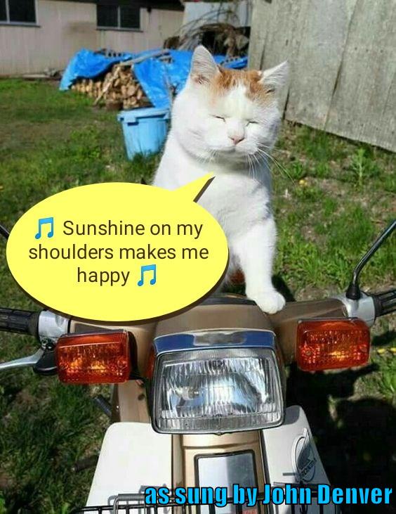 Sunshine kitty - Lolcats - lol | cat memes | funny cats | funny cat ...