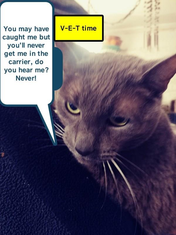 Escape is still part of the plan - Lolcats - lol | cat memes | funny ...