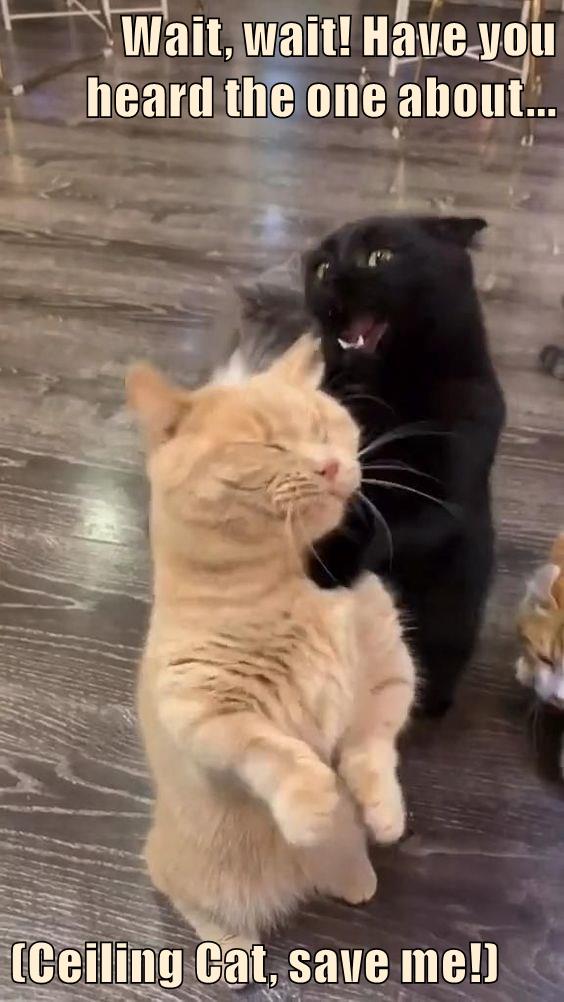 Haaaaaalp ceiling cat - Lolcats - lol | cat memes | funny cats | funny ...