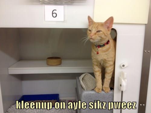 Pweez - Lolcats - lol | cat memes | funny cats | funny cat pictures ...