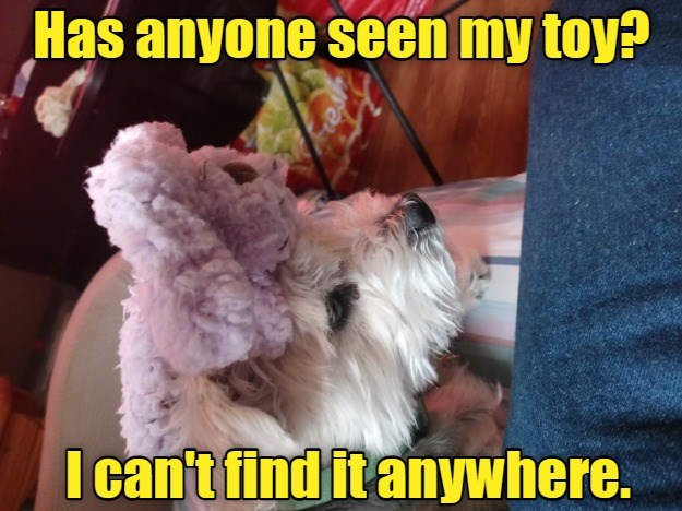 I Has A Hotdog - Page 3 - Funny Dog Pictures | Dog Memes | Puppy ...