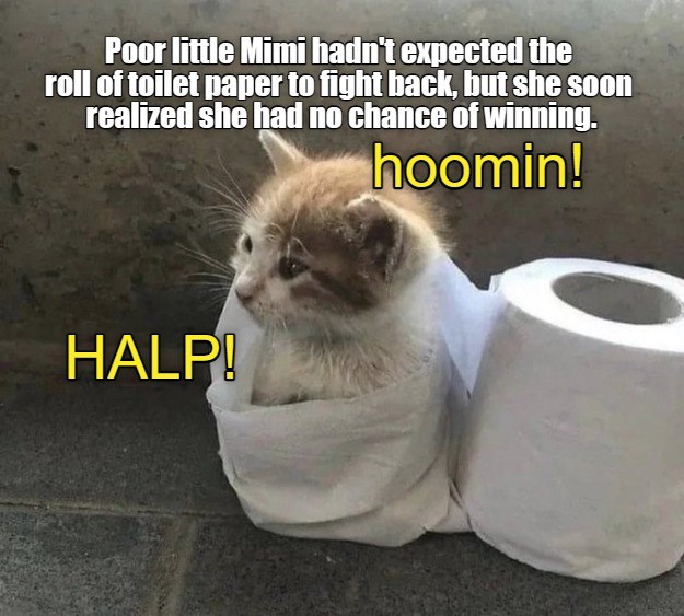 Halp hoomin! - Lolcats - lol | cat memes | funny cats | funny cat ...