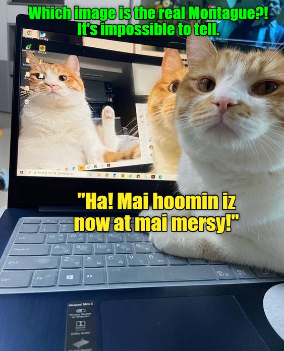 Doin meh a sneaky move - Lolcats - lol | cat memes | funny cats | funny ...