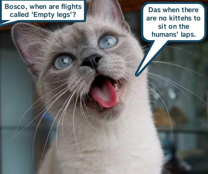 Fly me, I'm Bosco - Lolcats - lol | cat memes | funny cats | funny cat ...