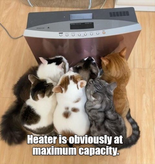 Maximum capacity - Lolcats - lol | cat memes | funny cats | funny cat ...
