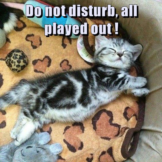 Do not disturb - Lolcats - lol | cat memes | funny cats | funny cat ...