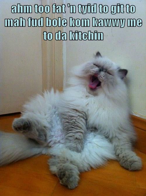 It's not over til the fat cat meows - Lolcats - lol | cat memes | funny ...