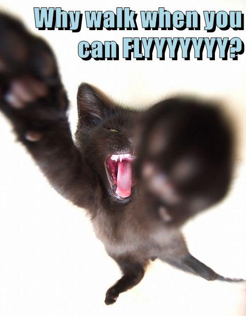 I believe I can flyyyyyyyyyy - Lolcats - lol | cat memes | funny cats ...