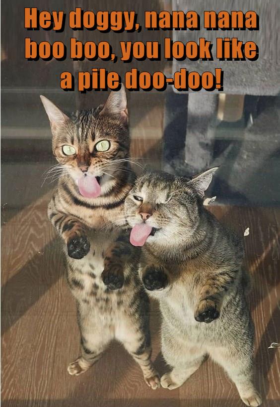 Poor doggo - Lolcats - lol | cat memes | funny cats | funny cat ...