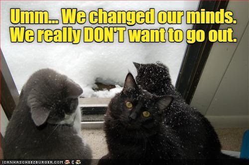 No likey da cold - Lolcats - lol | cat memes | funny cats | funny cat ...